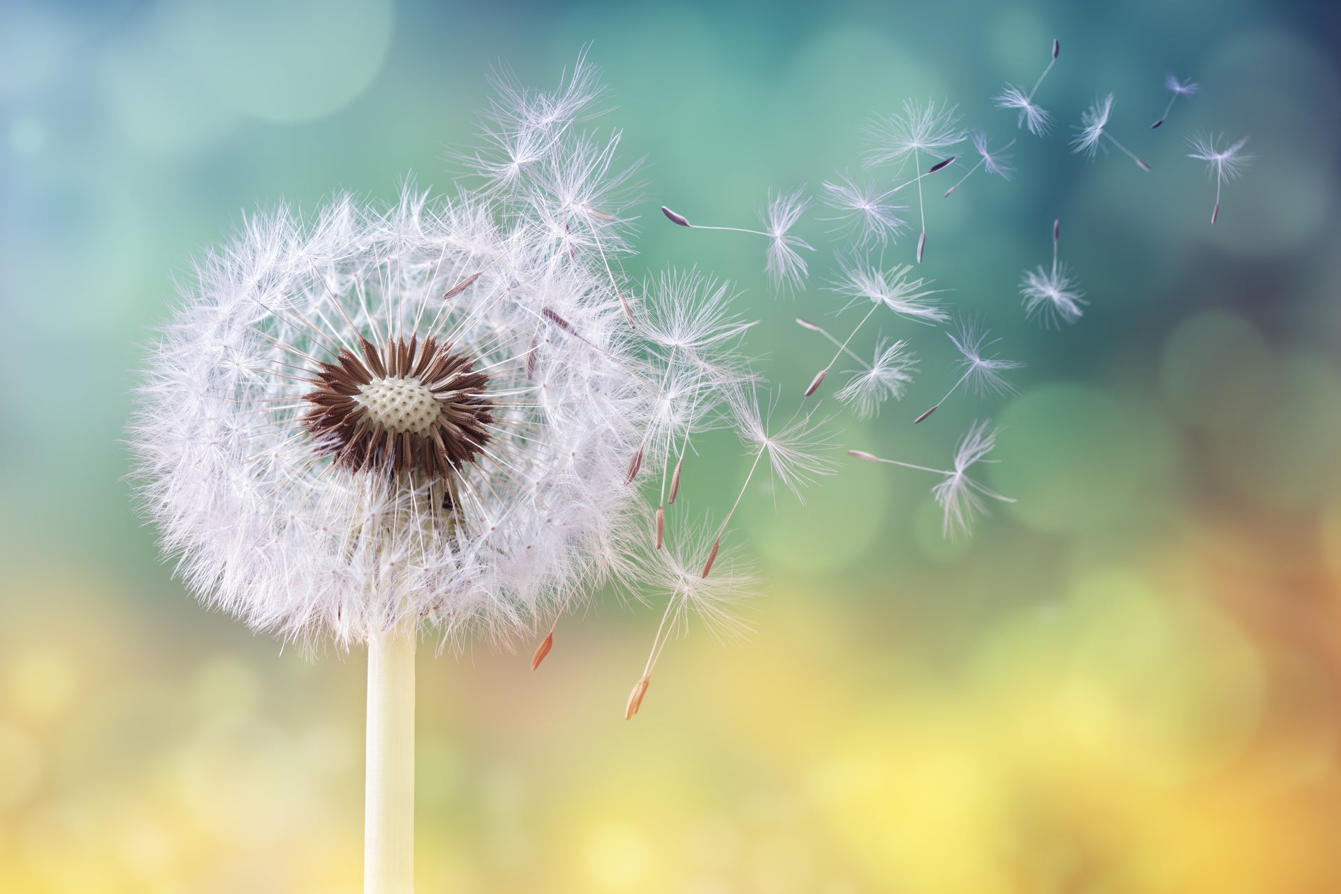 Tackling the Hayfever Season - John Bell & Croyden