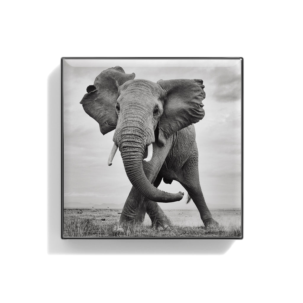 Chantecaille Luminescent Eye Shade Elephant 2g – John Bell & Croyden